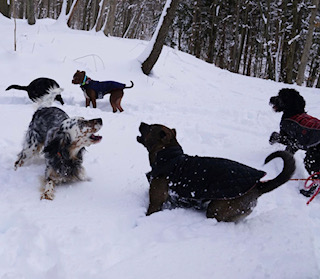 Trail Tails NYC – Dogs Gone Wild