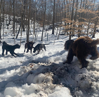 Trail Tails NYC – Dogs Gone Wild