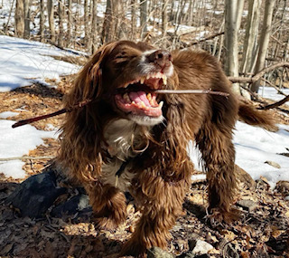 Trail Tails NYC – Dogs Gone Wild