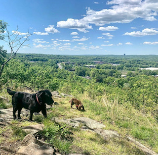 Trail Tails NYC – Dogs Gone Wild